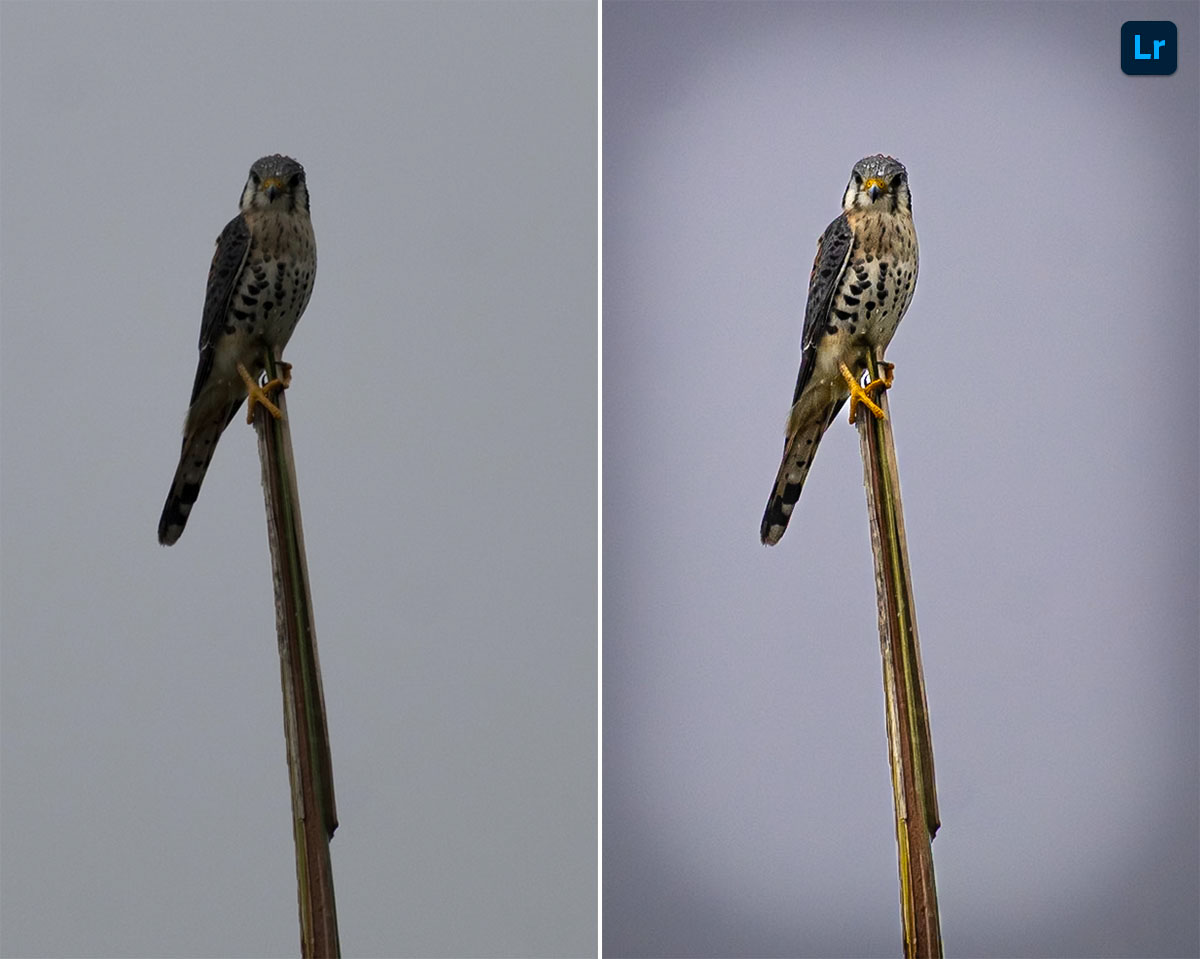 falcon | Remix | Photoshop Lightroom