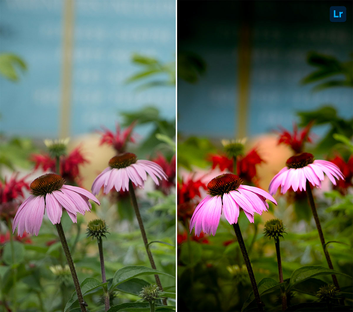 Pinky | Edit | Photoshop Lightroom