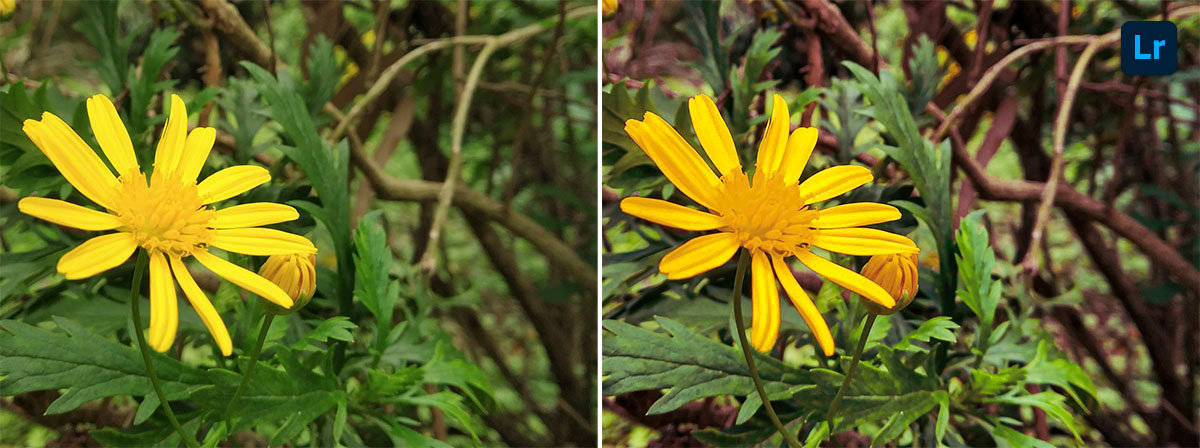 Flor | Remix | Photoshop Lightroom