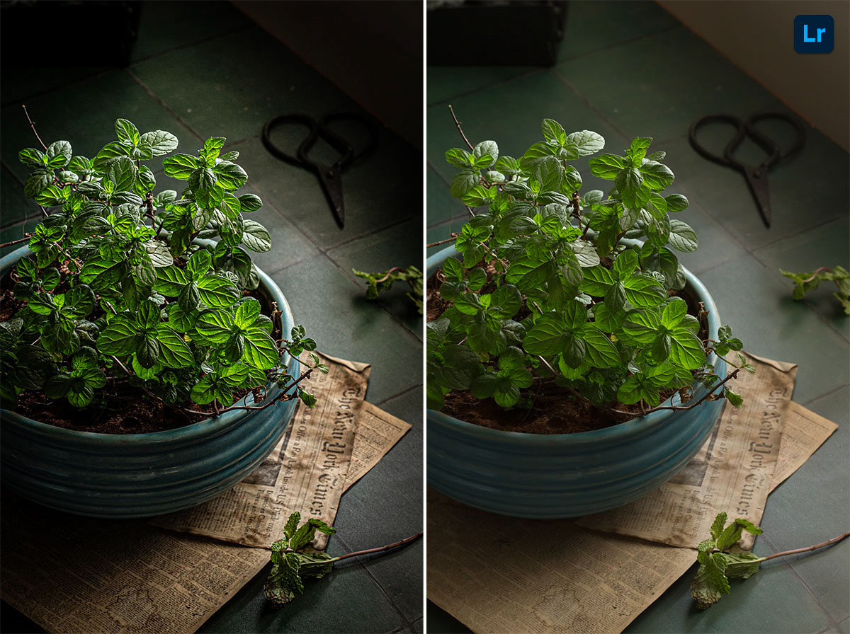 Mint plant | Edit | Photoshop Lightroom