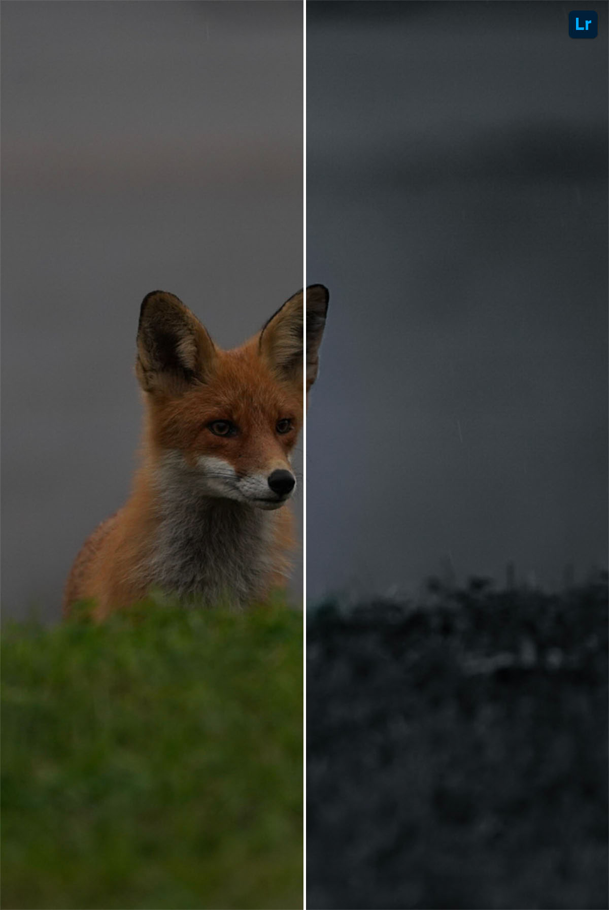 Fox | Remix | Photoshop Lightroom