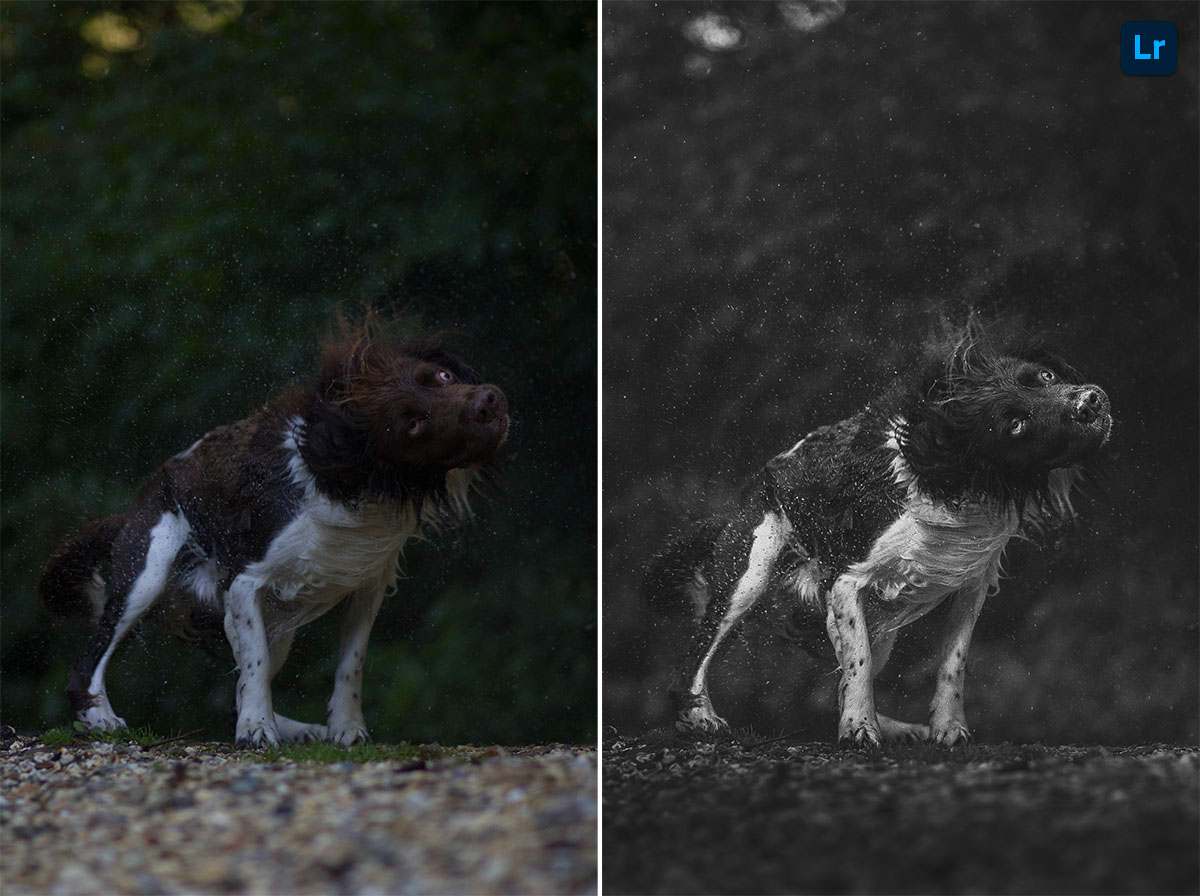 Shake it off | Edit | Photoshop Lightroom