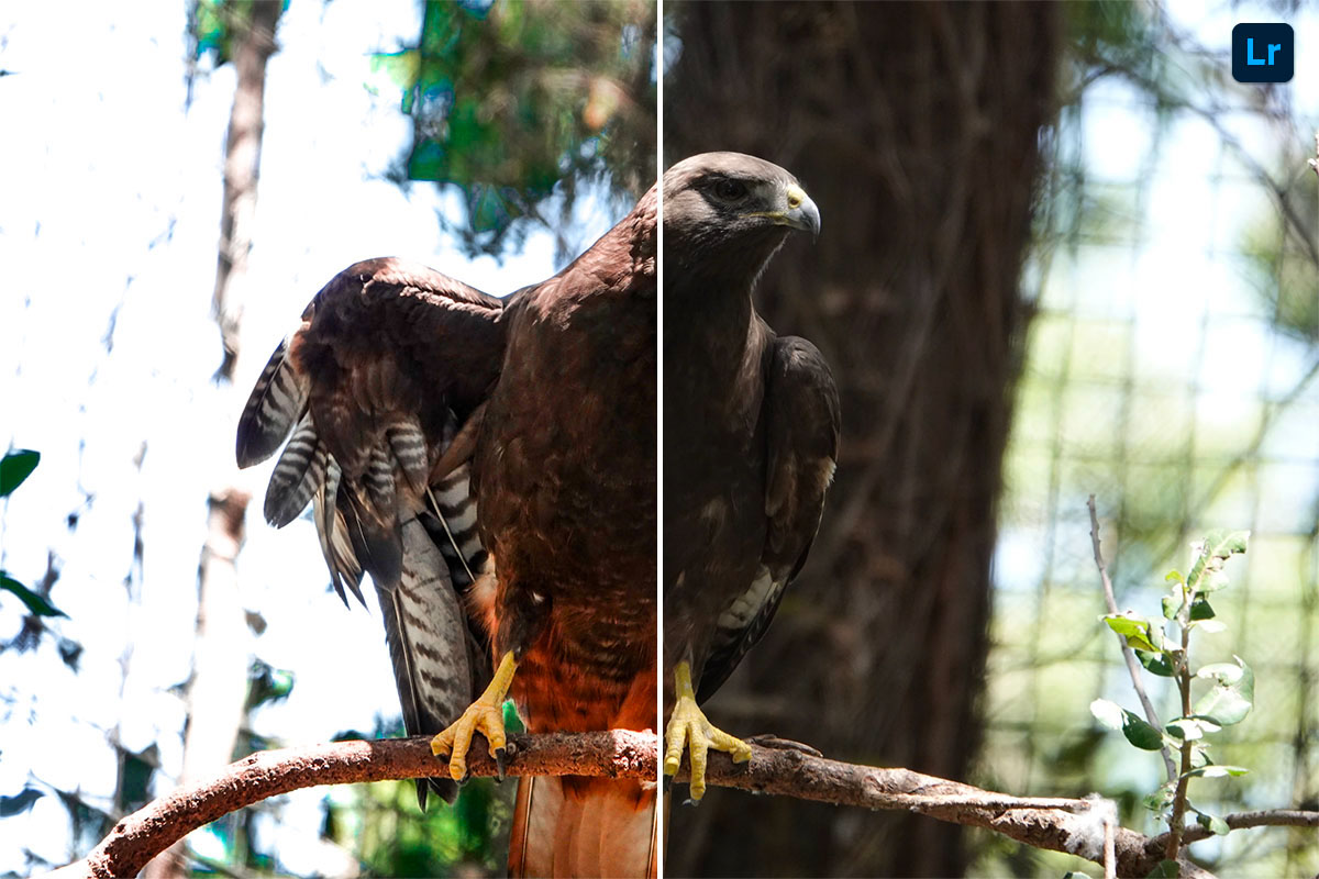 red tailed hawk | Edit | Photoshop Lightroom