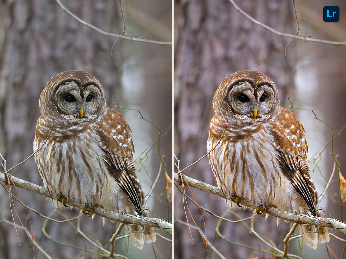 Owl | Edit | Photoshop Lightroom