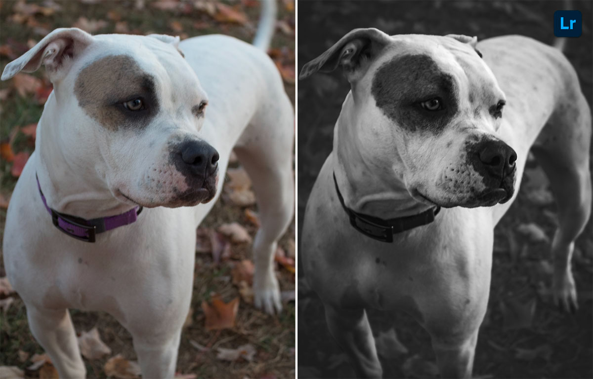 pretty pittie | Edit | Photoshop Lightroom