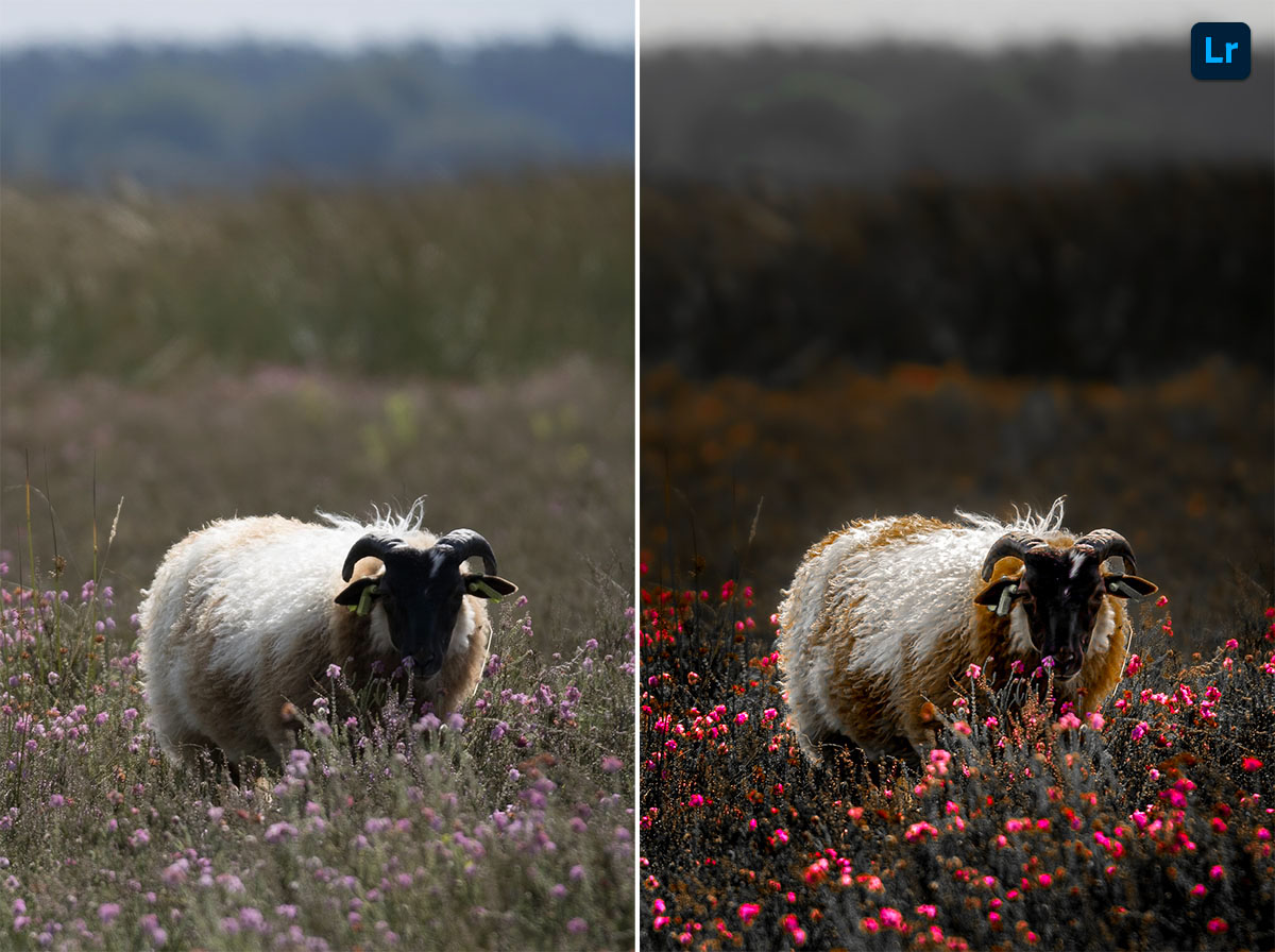 sheep in meadow | Edit | Photoshop Lightroom