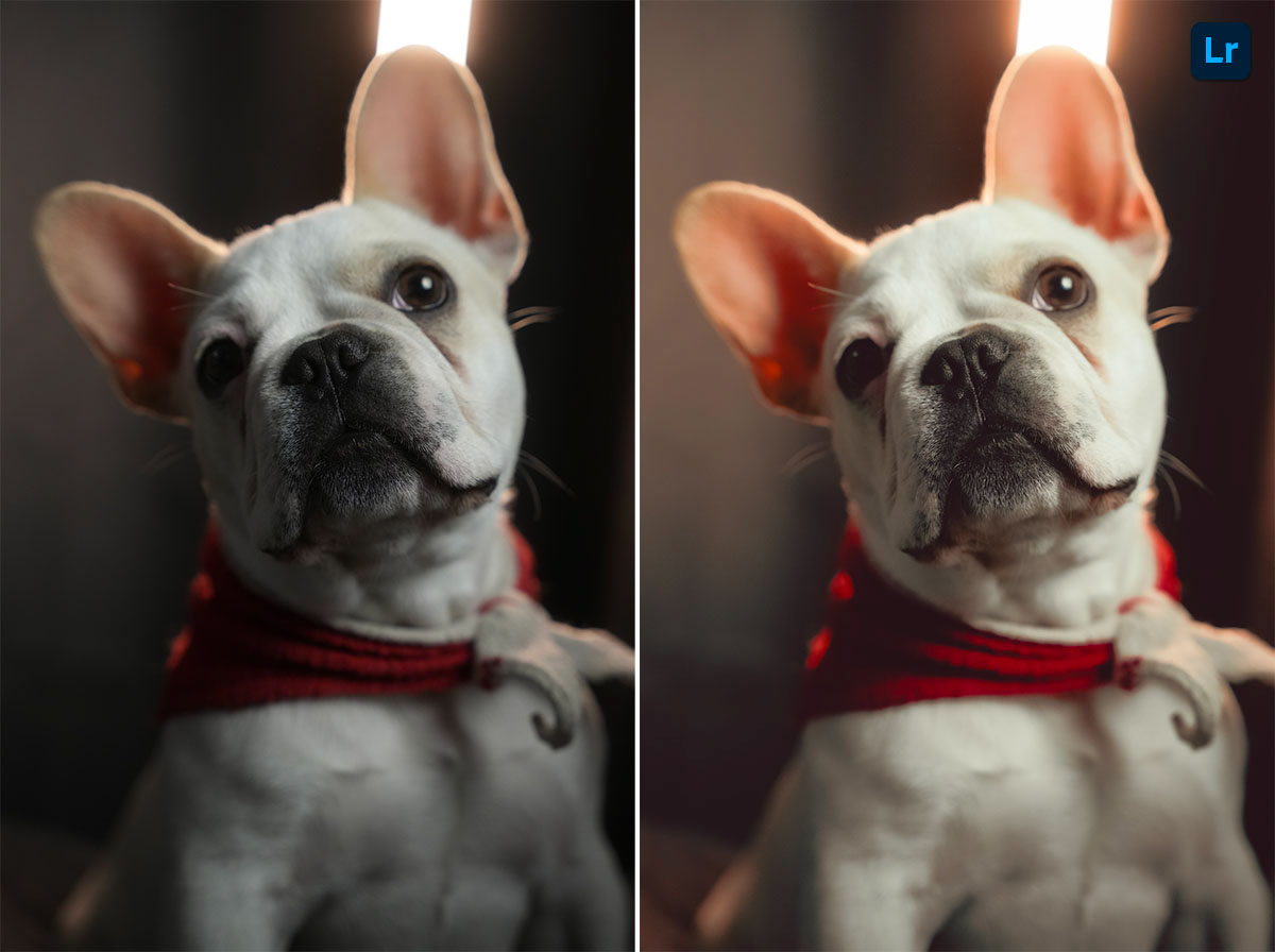 Apolo el French | Edit | Photoshop Lightroom