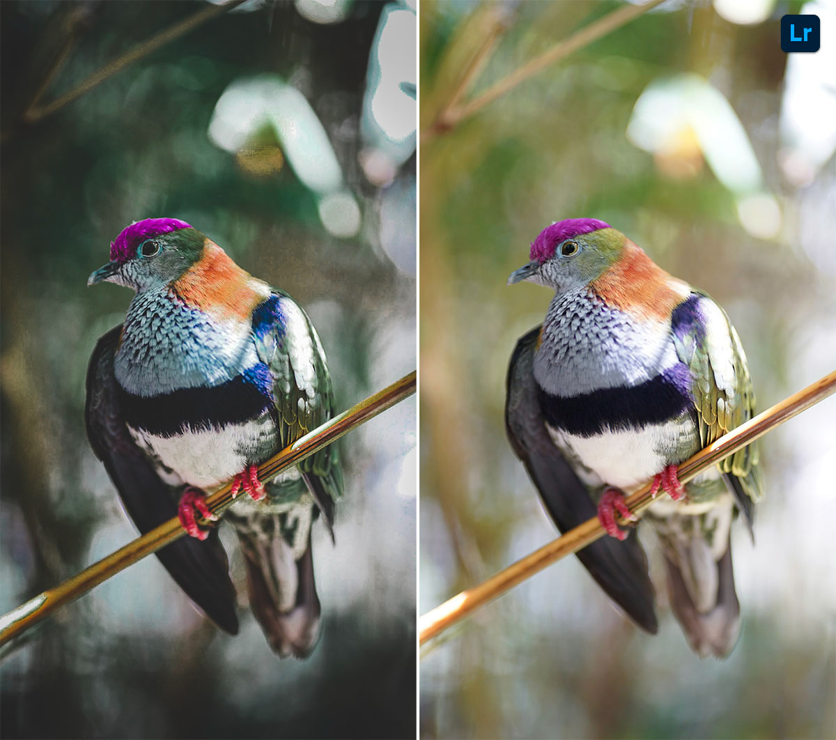 Caught this beautiful bird | Edit | Photoshop Lightroom