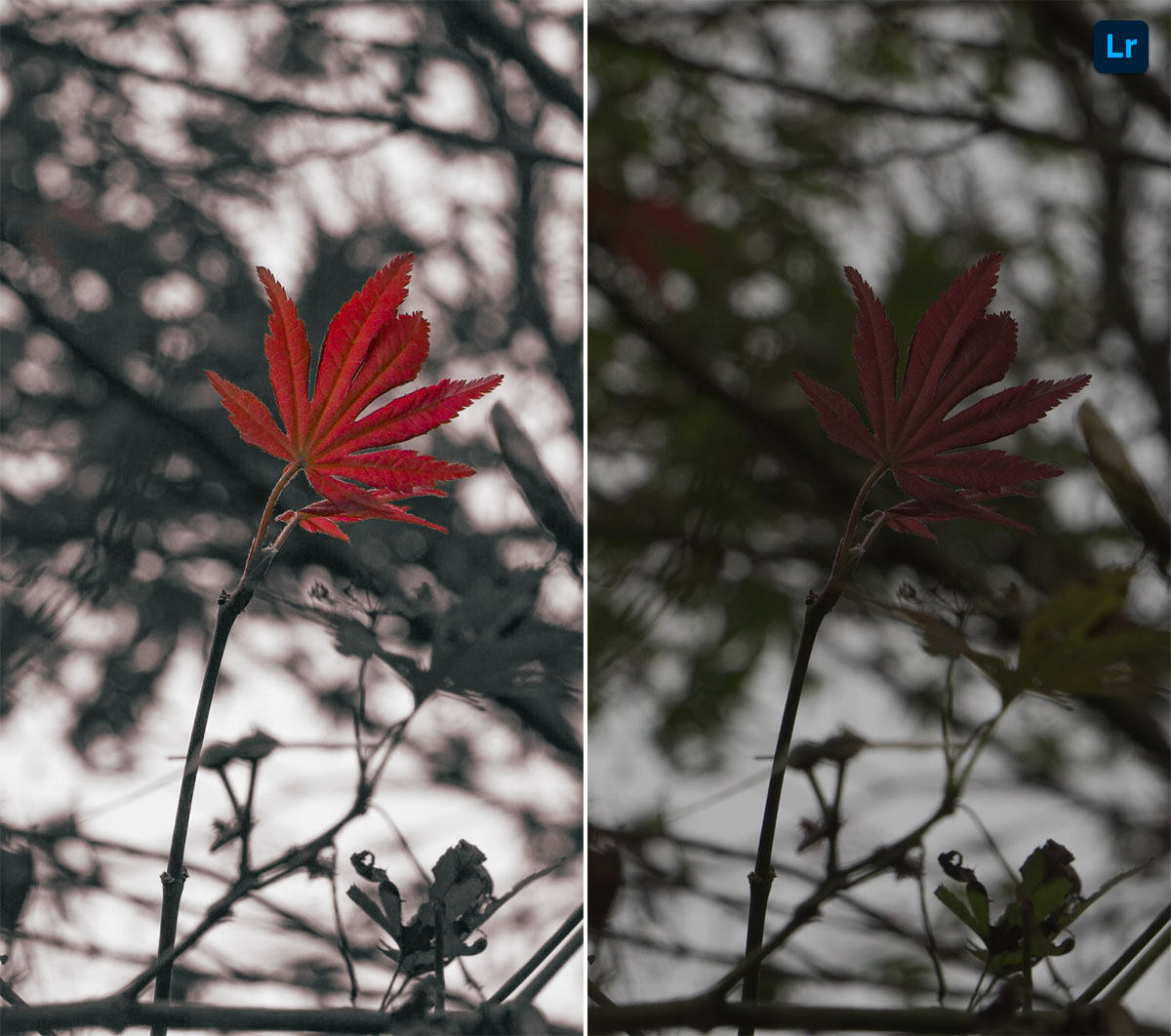 Red Maple Leaf | Edit | Photoshop Lightroom