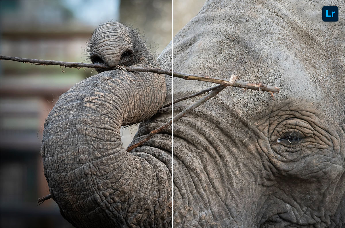 Howletts Elephant 🐘 | Edit | Photoshop Lightroom