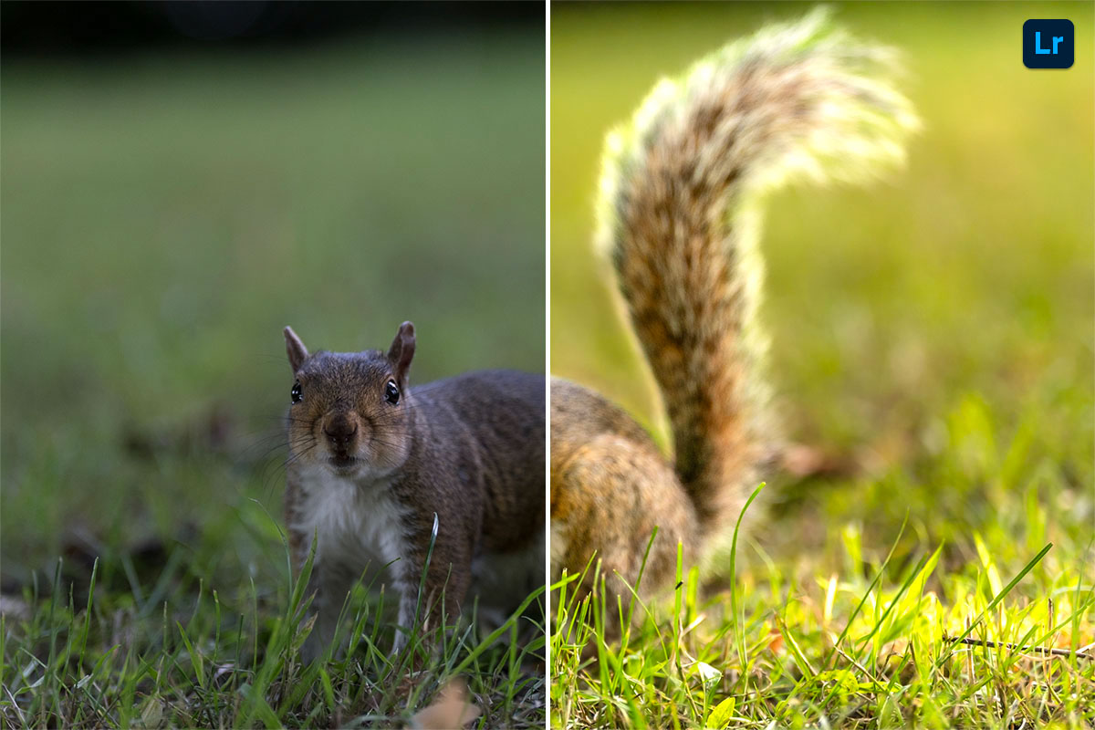 Curious Squirrel in the Sunlight | Edit | Photoshop Lightroom