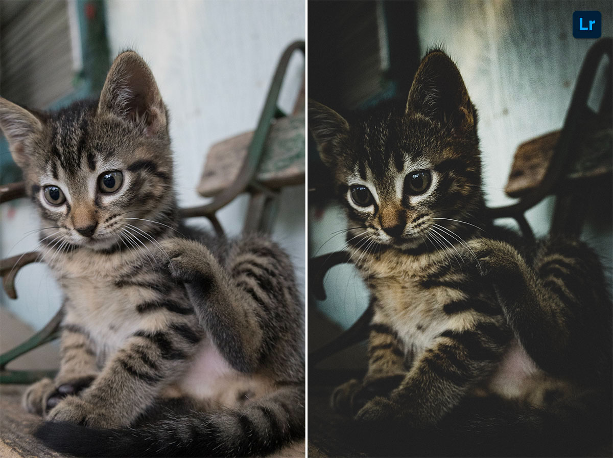 kitten growing up real quick | Edit | Photoshop Lightroom