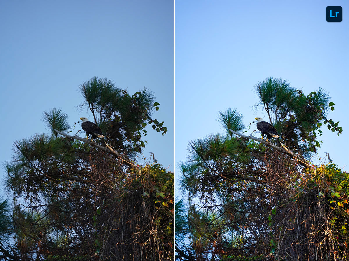 EAGLE | Edit | Photoshop Lightroom