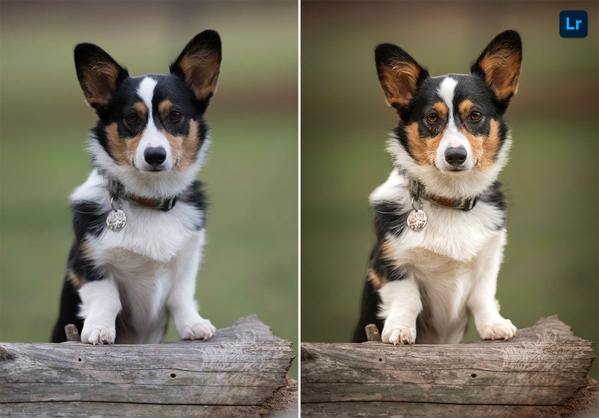 Dog on a log 2 | Edit | Photoshop Lightroom