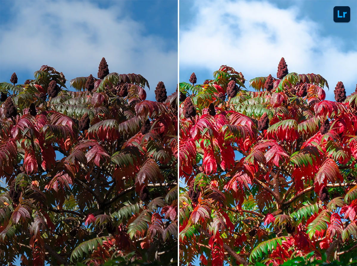 Rhus Shrub - Autumn Leaves | Edit | Photoshop Lightroom