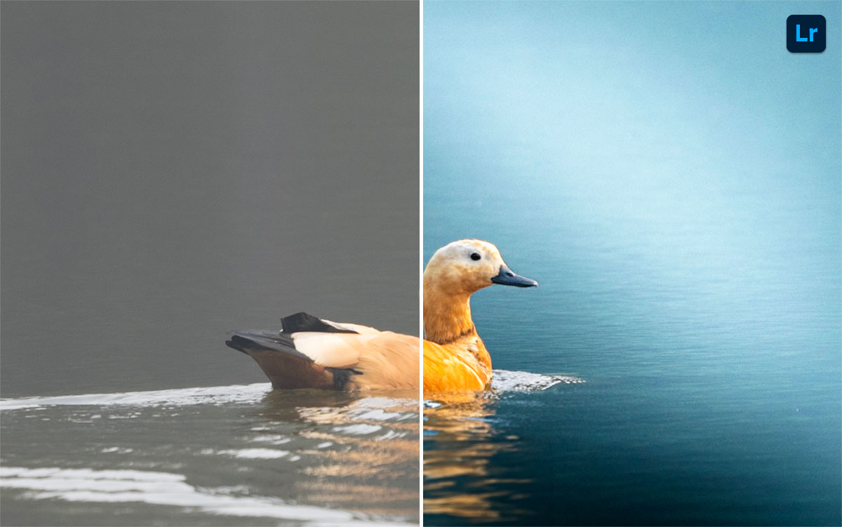 Duck | Edit | Photoshop Lightroom