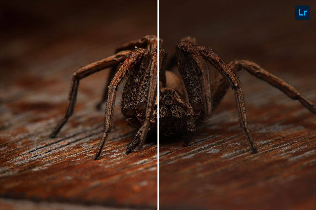 Wandering Ghost Spider | Edit | Photoshop Lightroom