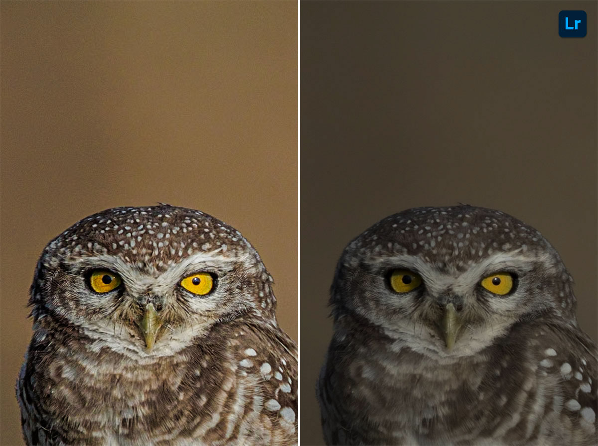 UpClose - Spotted Owlet | Edit | Photoshop Lightroom