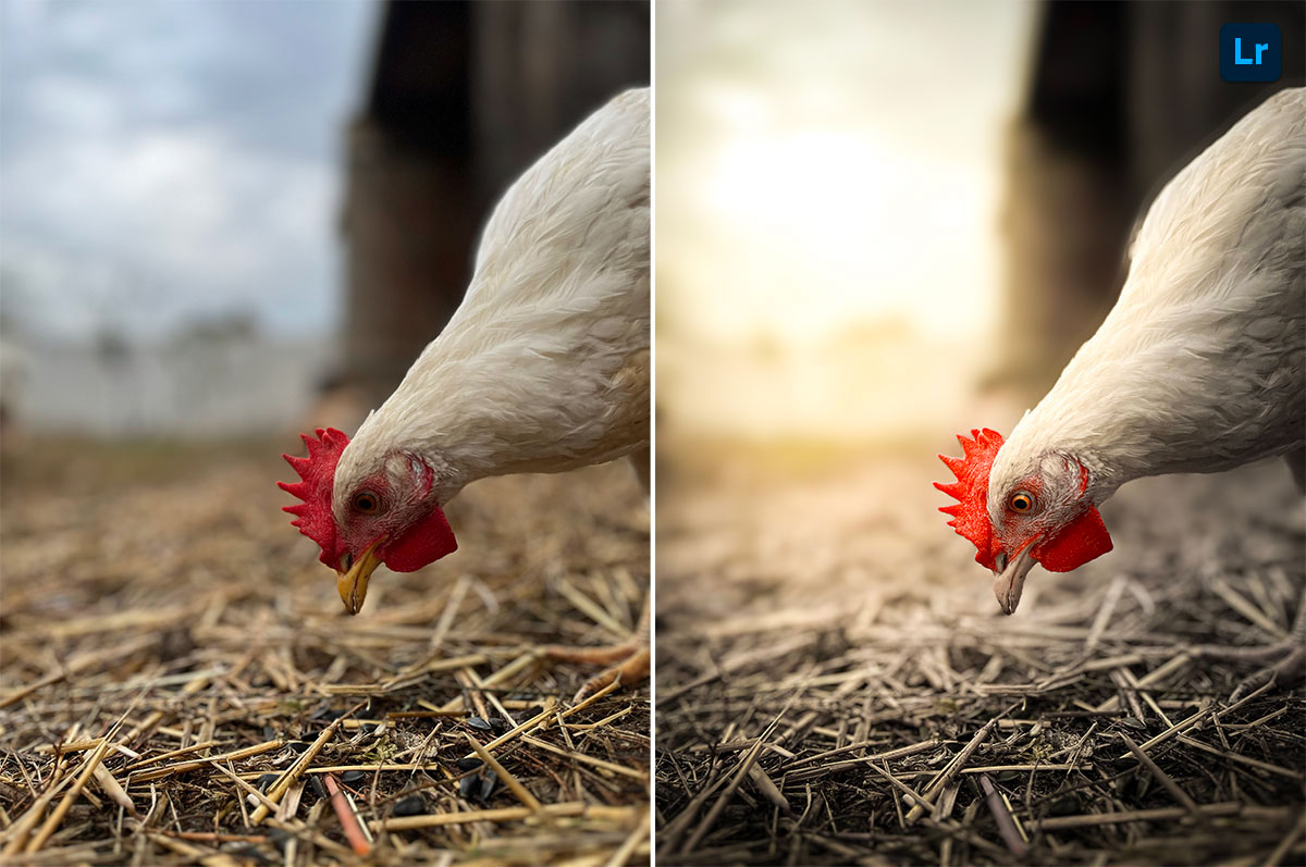 Chicken portrait | Mobile photo | Edit | Photoshop Lightroom