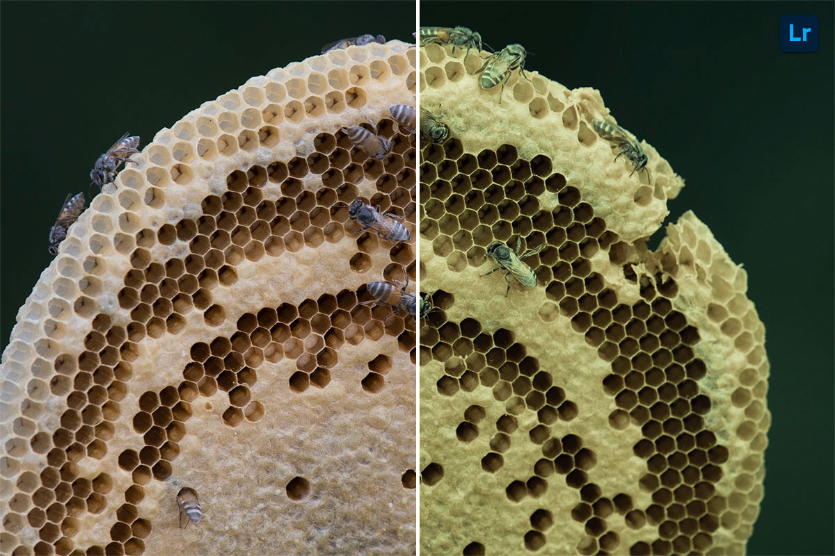 Honey bees and hives | Remix | Photoshop Lightroom