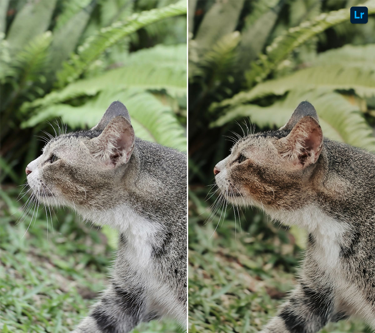 Cat | Remix | Photoshop Lightroom