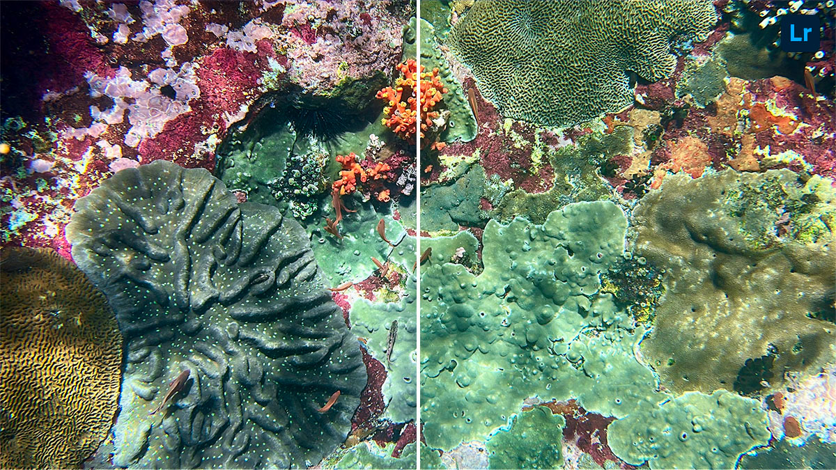 coral floor with a fish | Edit | Photoshop Lightroom