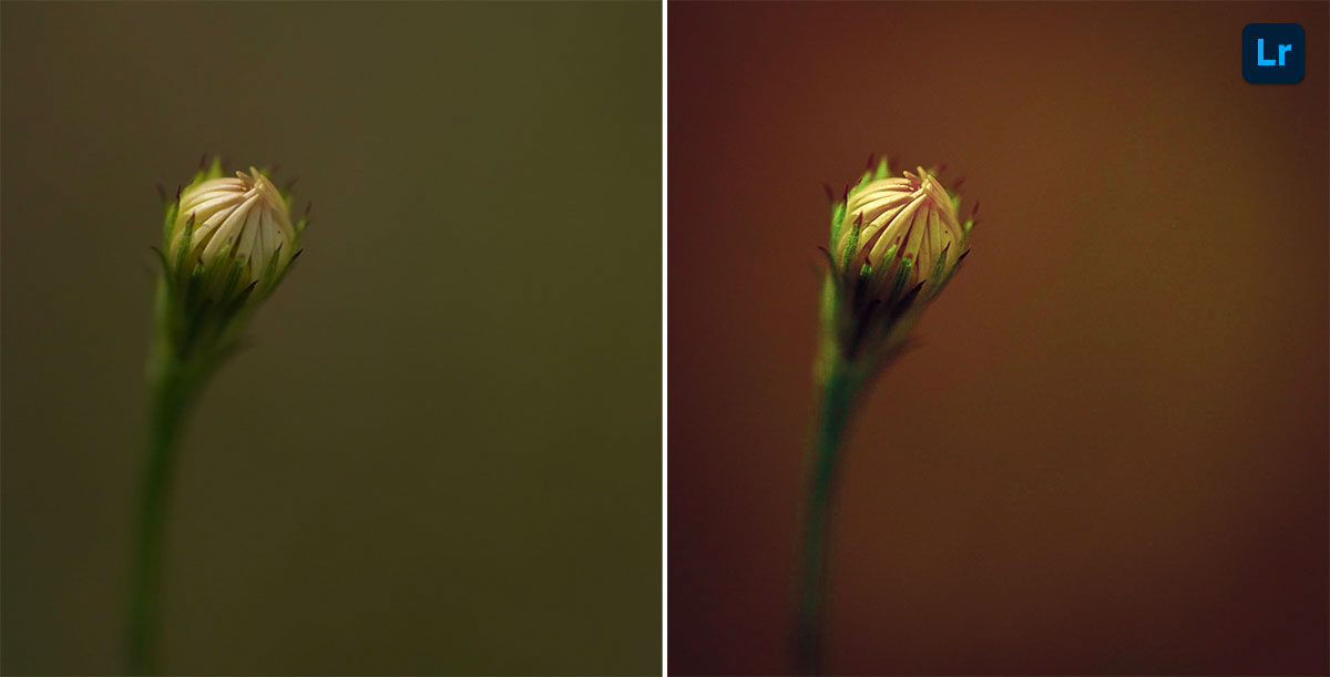 Tender Moment | Remix | Photoshop Lightroom