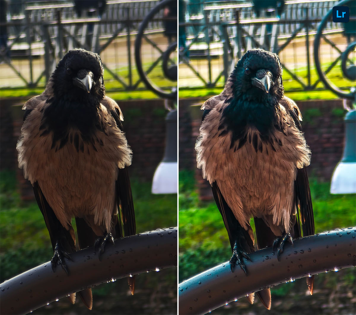 Wonder fly | Edit | Photoshop Lightroom