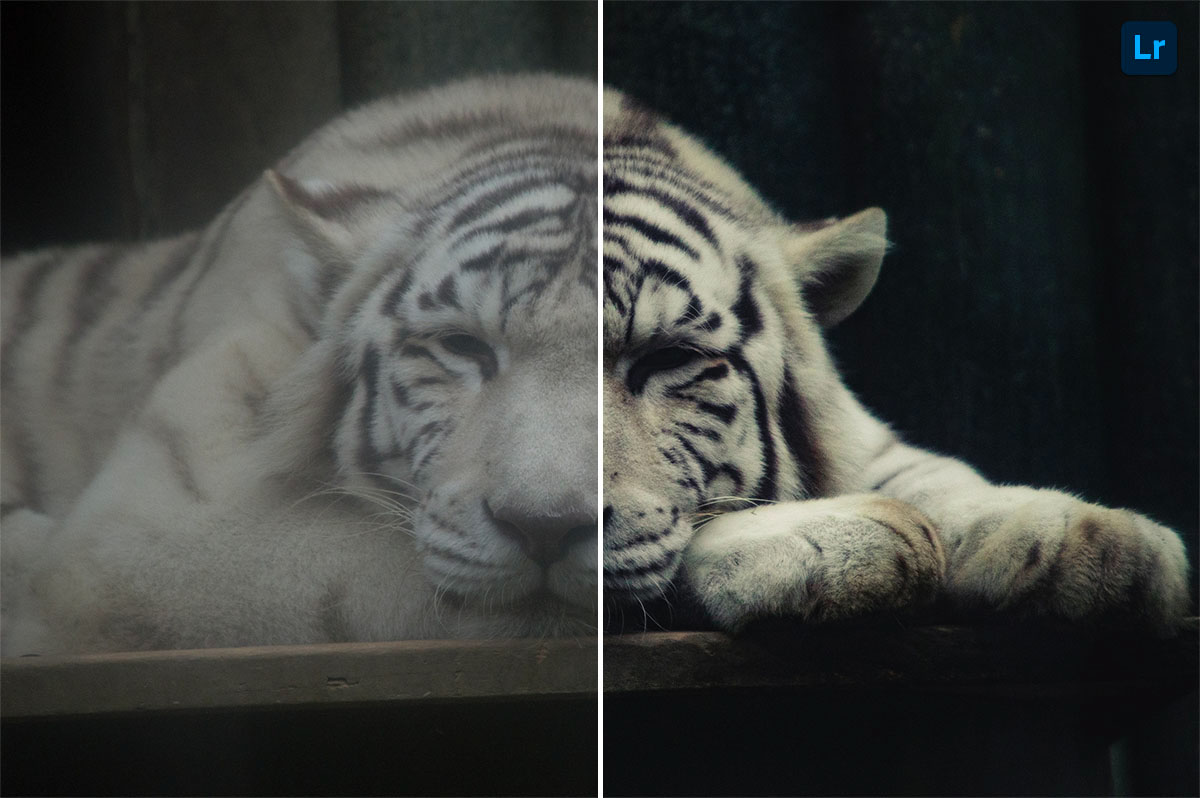 White tiger | Edit | Photoshop Lightroom