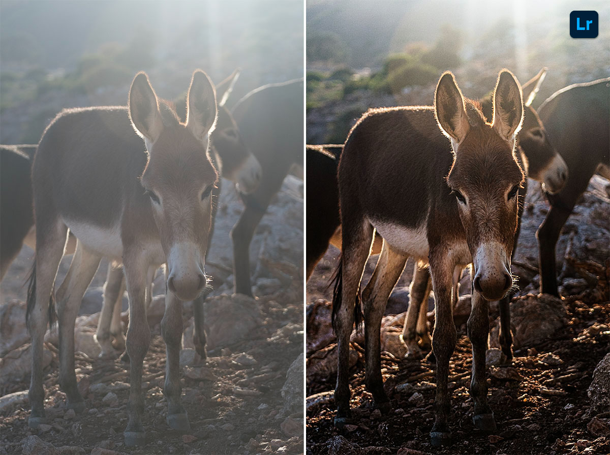 Donkey | Remix | Photoshop Lightroom