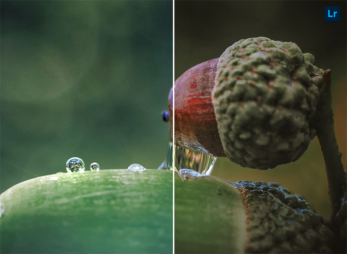 Acorn | Edit | Photoshop Lightroom