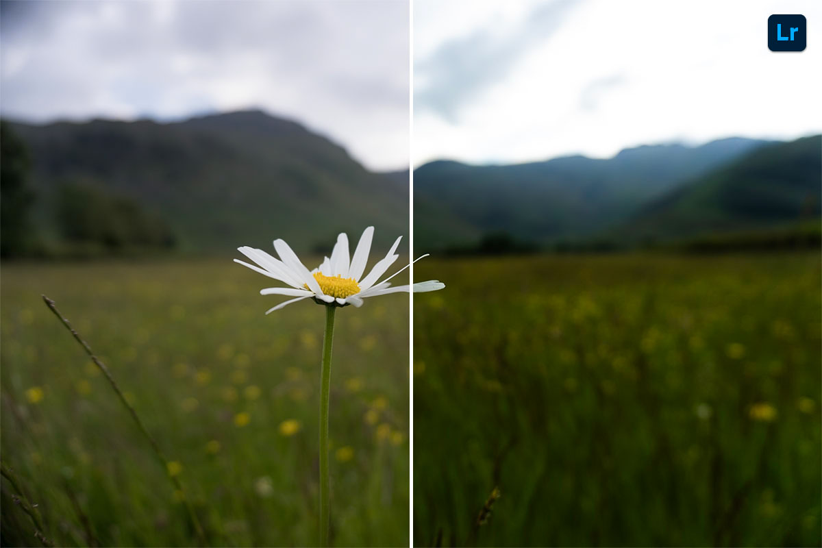 Meadow | Edit | Photoshop Lightroom