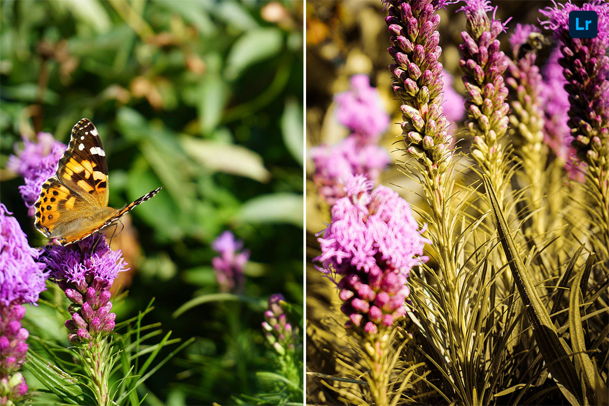 Monarch | Edit | Photoshop Lightroom