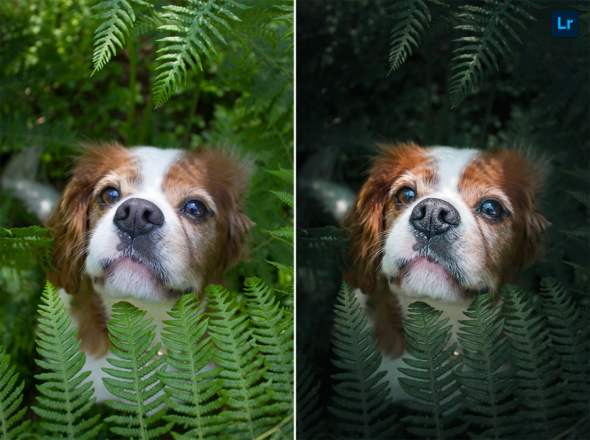 Dog in forest | Edit | Photoshop Lightroom