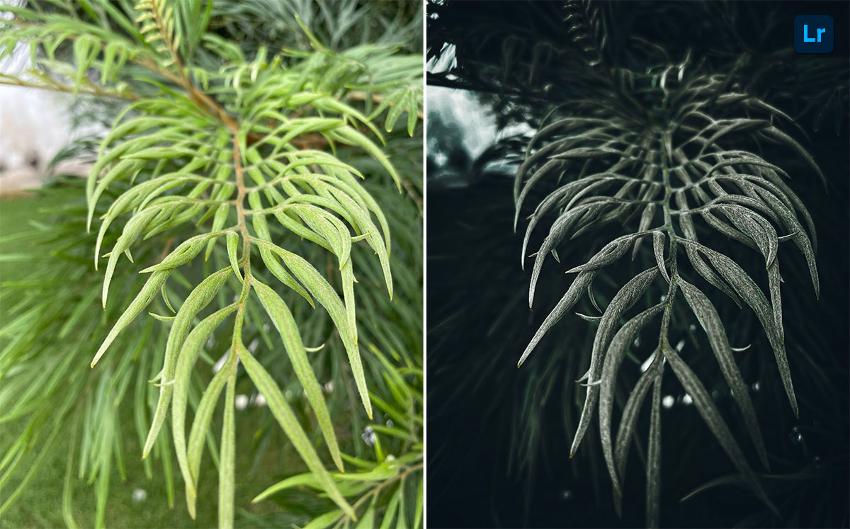 Moody Leaf | Edit | Photoshop Lightroom