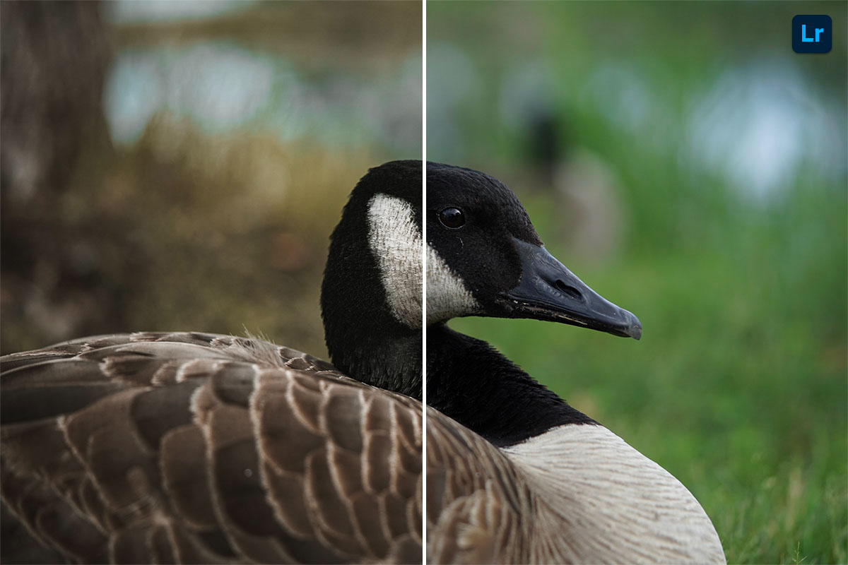 Goose | Edit | Photoshop Lightroom