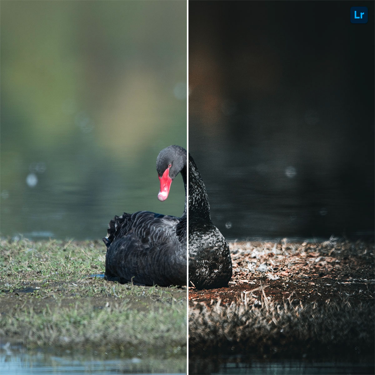 Black Swan | Edit | Photoshop Lightroom