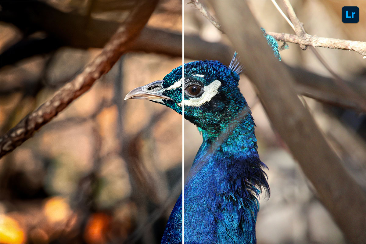 Intuitive Thoughts | Edit | Photoshop Lightroom