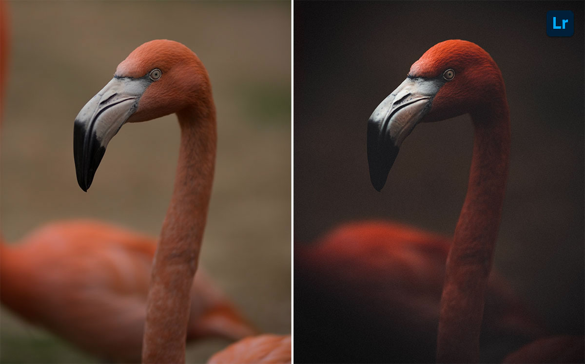 Flamingo 🦩 | Edit | Photoshop Lightroom