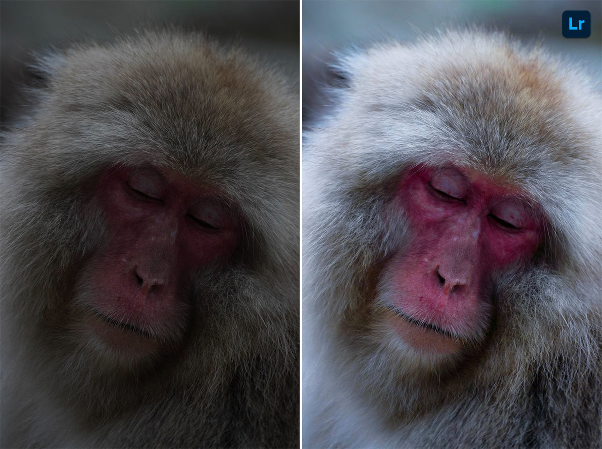 Snow Monkey Portrait | Remix | Photoshop Lightroom