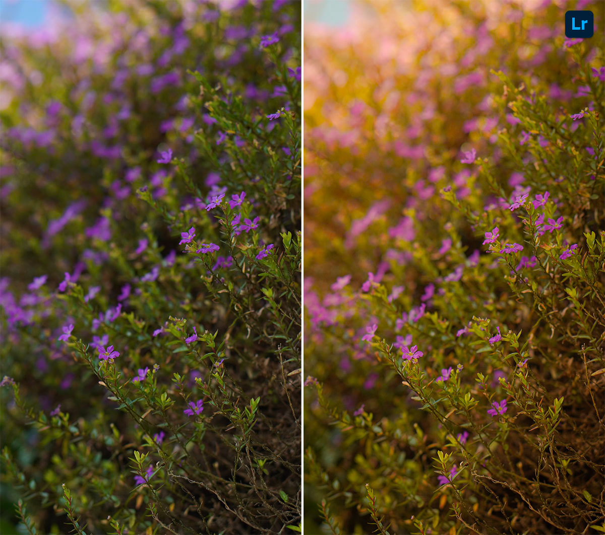 Bunga kecil | Edit | Photoshop Lightroom