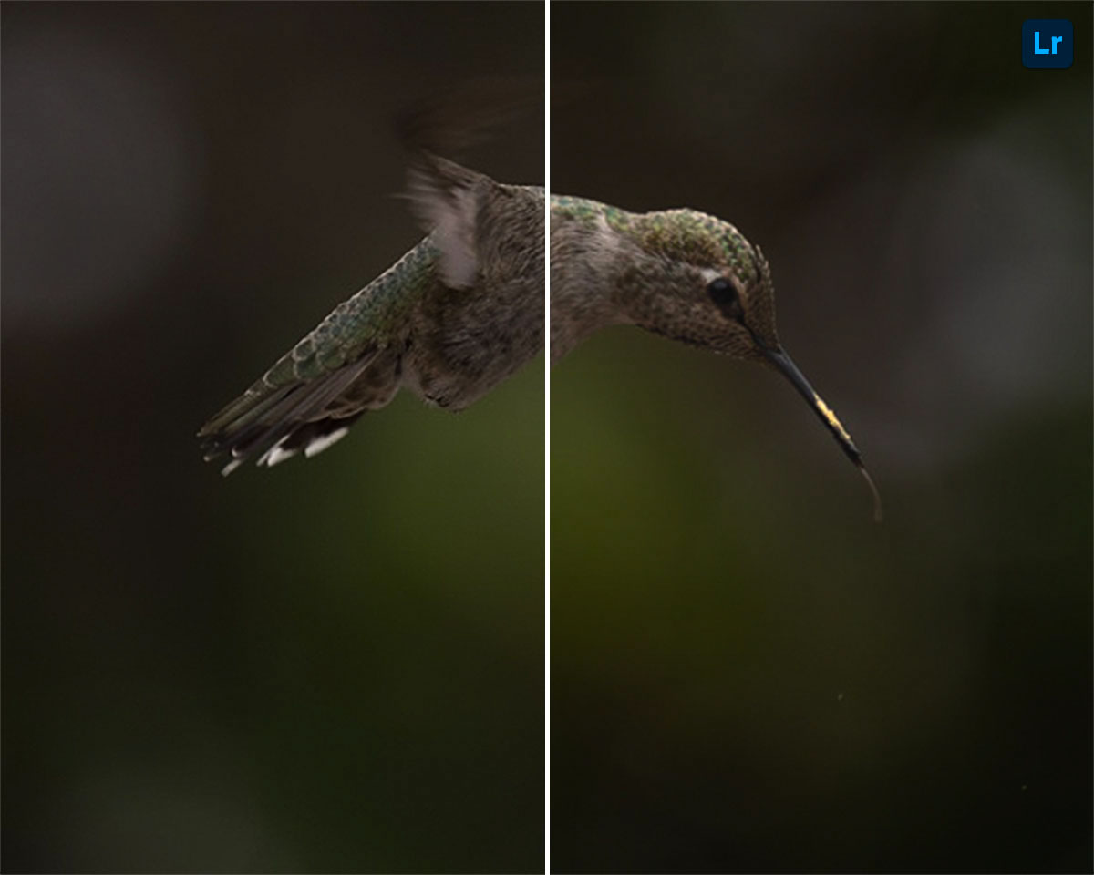 Hummingbird Tongue | Edit | Photoshop Lightroom