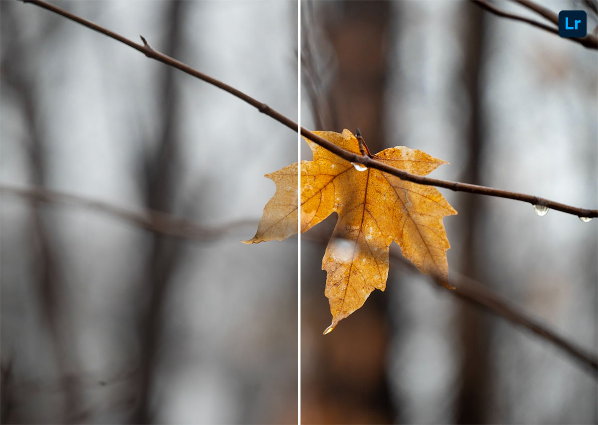 Fall leaf | Edit | Photoshop Lightroom