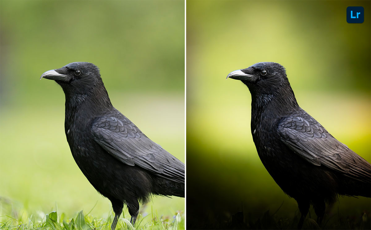 Crow close up | Edit | Photoshop Lightroom