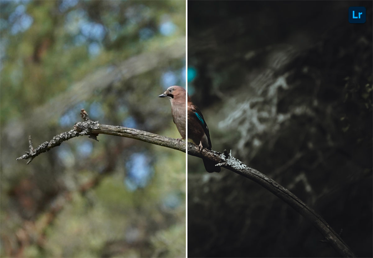 European jay | Edit | Photoshop Lightroom