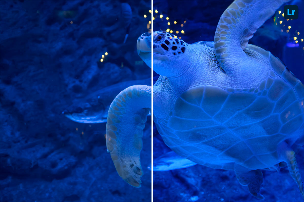 Turtle | Edit | Photoshop Lightroom