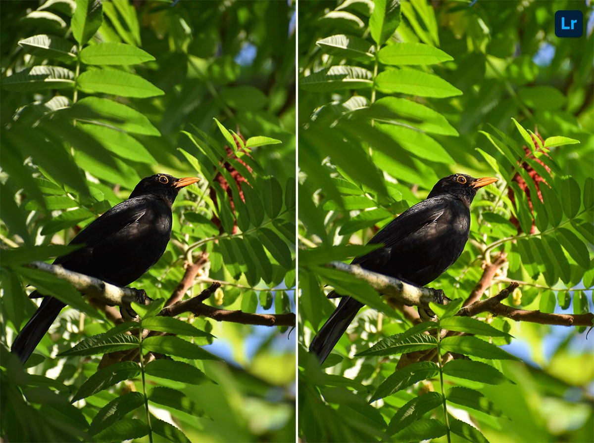 Bird | Remix | Photoshop Lightroom