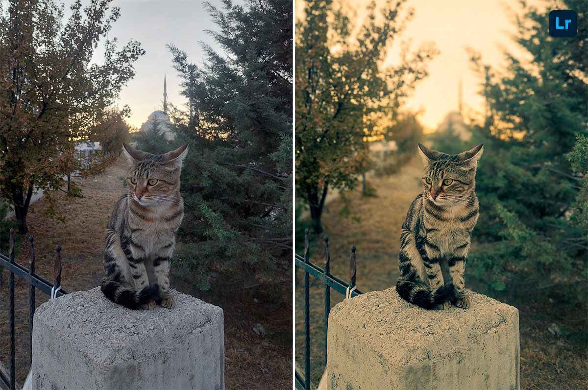 cat | Edit | Photoshop Lightroom
