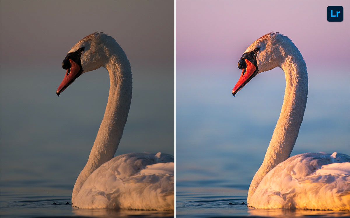 Sunrise Swan | Edit | Photoshop Lightroom
