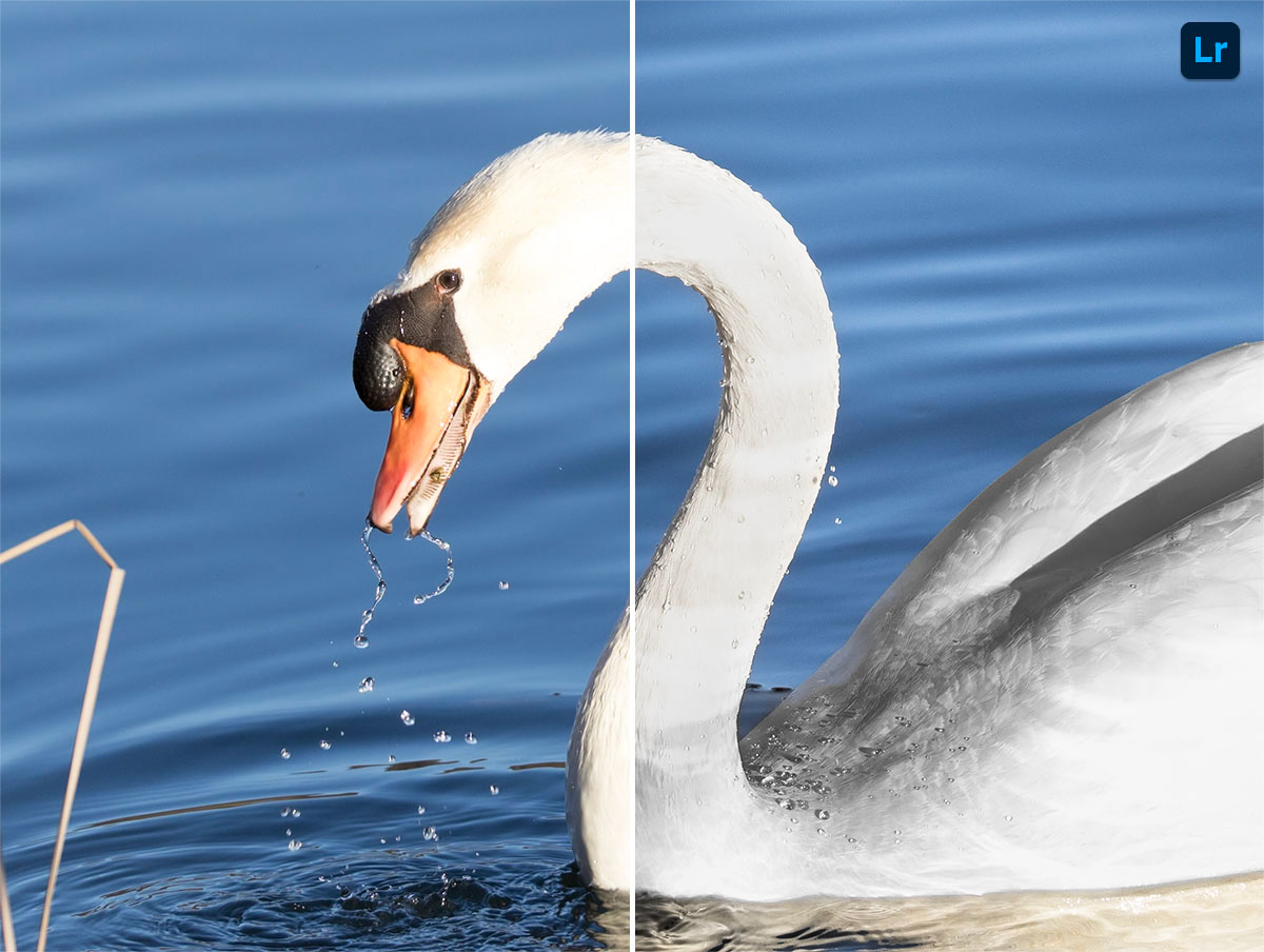 Cigno reale | Edit | Photoshop Lightroom